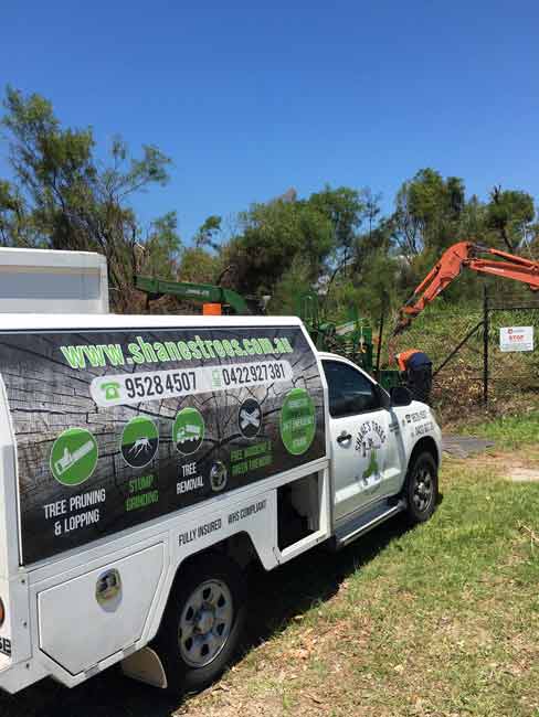 Tree Removal Sydney Sutherland Shire | Pruning Lopping Stump Grinding