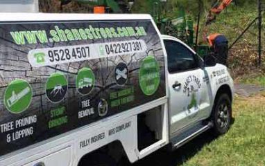 Shane's Trees - Tree Removal Experts | Great Rates, Great Service!
