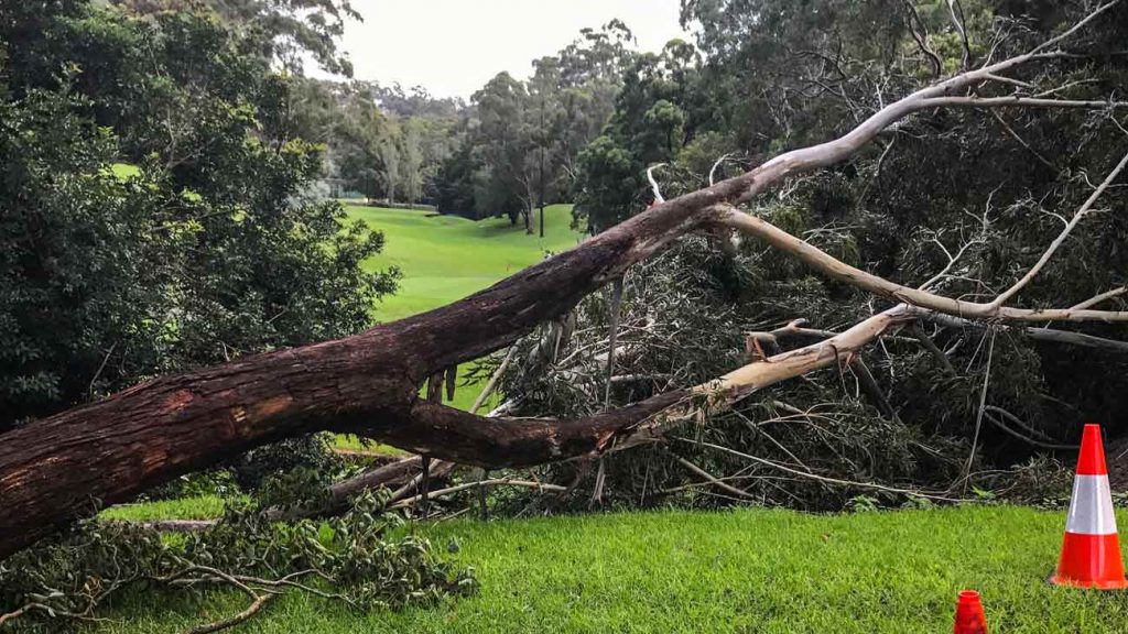 Golf Course Tree Removal | Tree Lopping | Arborist Service | Tree Pruning