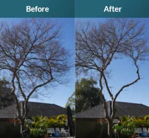 Tree Removal Parramatta | Arborist | Tree Pruning | Tree Lopping Parramatta