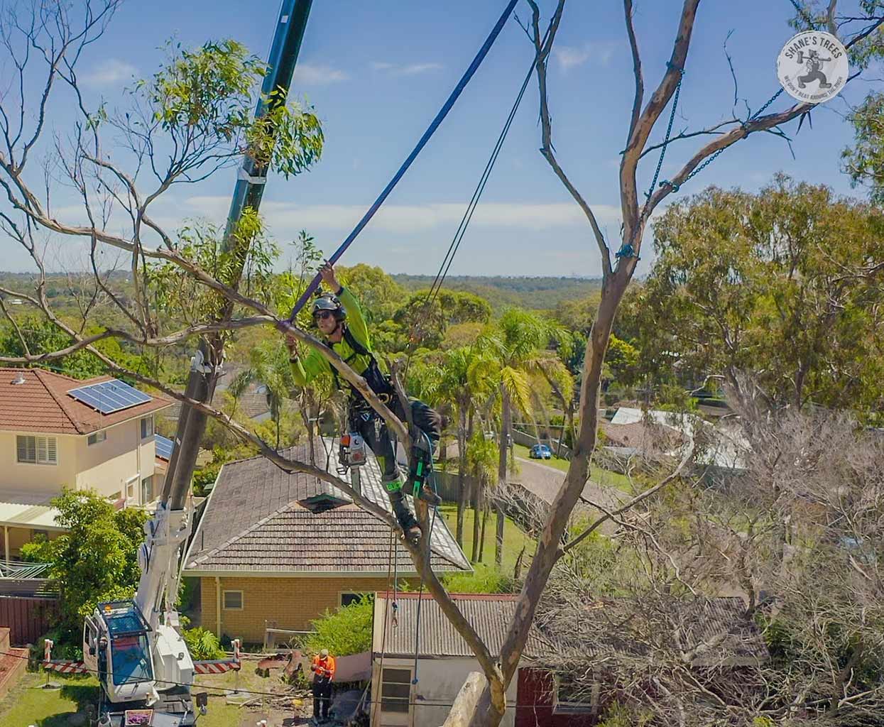 Tree Removal Parramatta | Arborist | Tree Pruning | Tree Lopping Parramatta