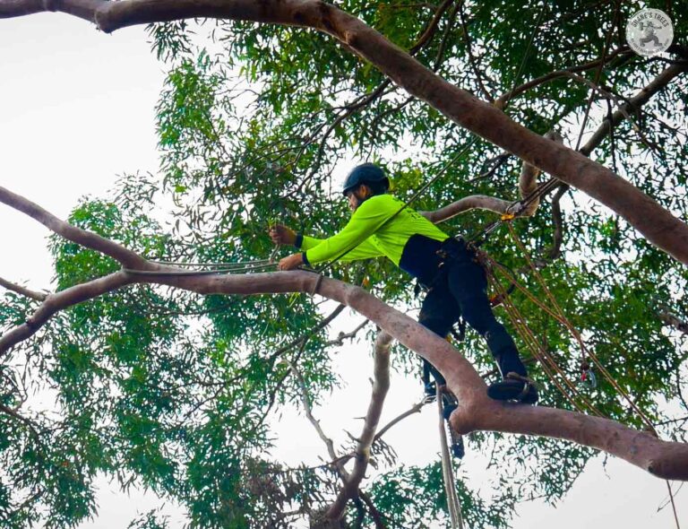 Tree Pruning by Shane's Trees in Brisbane QLD