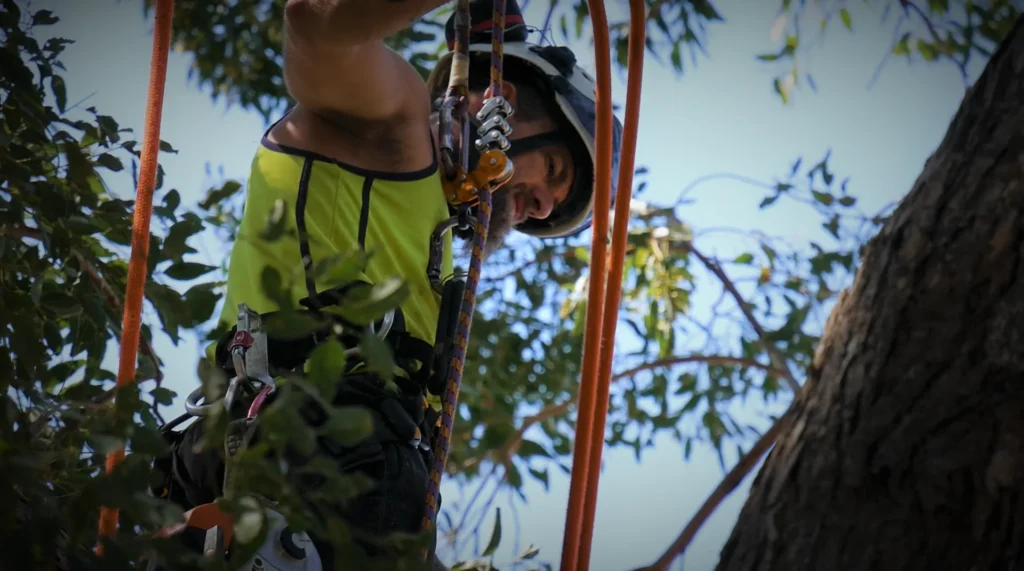 Sutherland Shire Council | Shane's Trees Blog